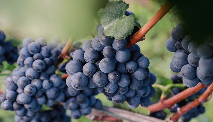 Spätburgunder Rotweine aus Baden